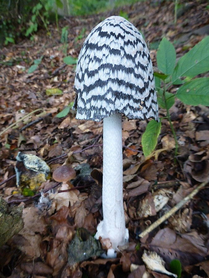 Magpie Inkcap (Coprinopsis picacea) Identification
