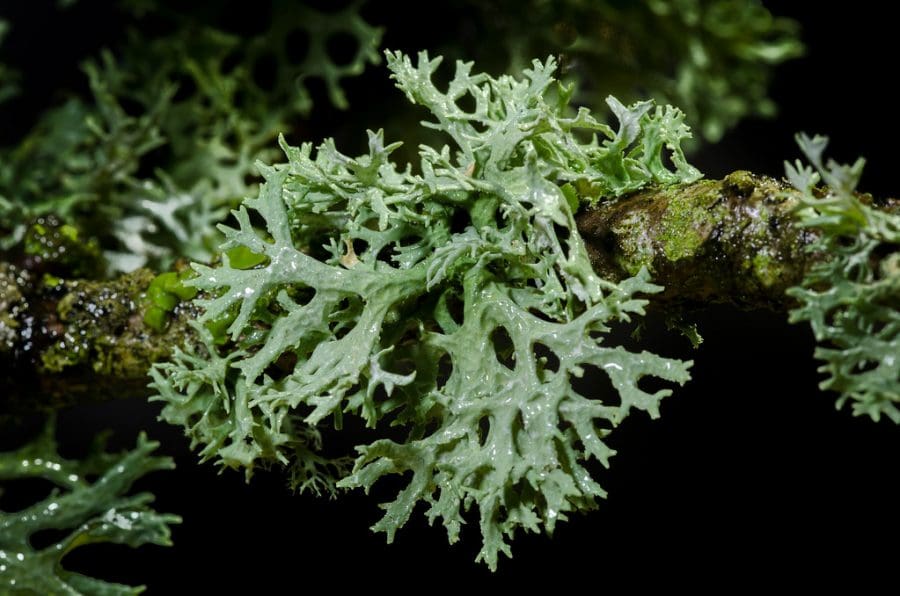 Oak Moss Evernia Prunastri Identification