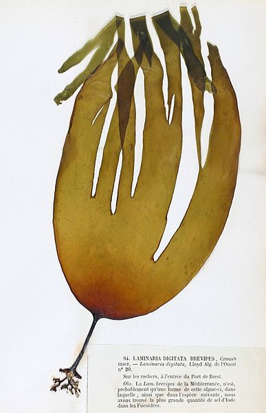 Oarweed Seaweed (Laminaria digitata) Identification