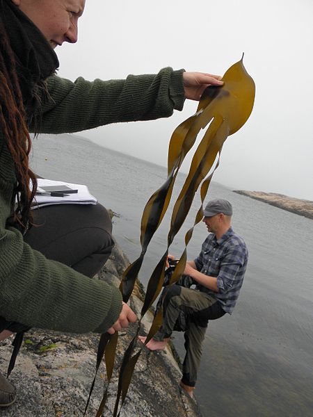 Oarweed Seaweed (Laminaria digitata) Identification