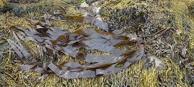 Oarweed Seaweed (Laminaria digitata) Identification