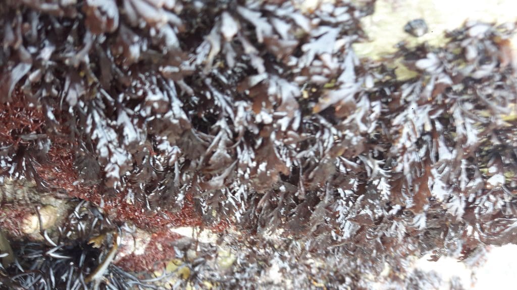 Pepper Dulse (Osmundea pinnatifida) Identification