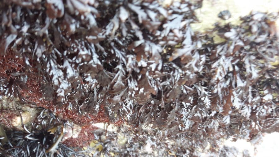 Pepper Dulse (Osmundea pinnatifida) Identification
