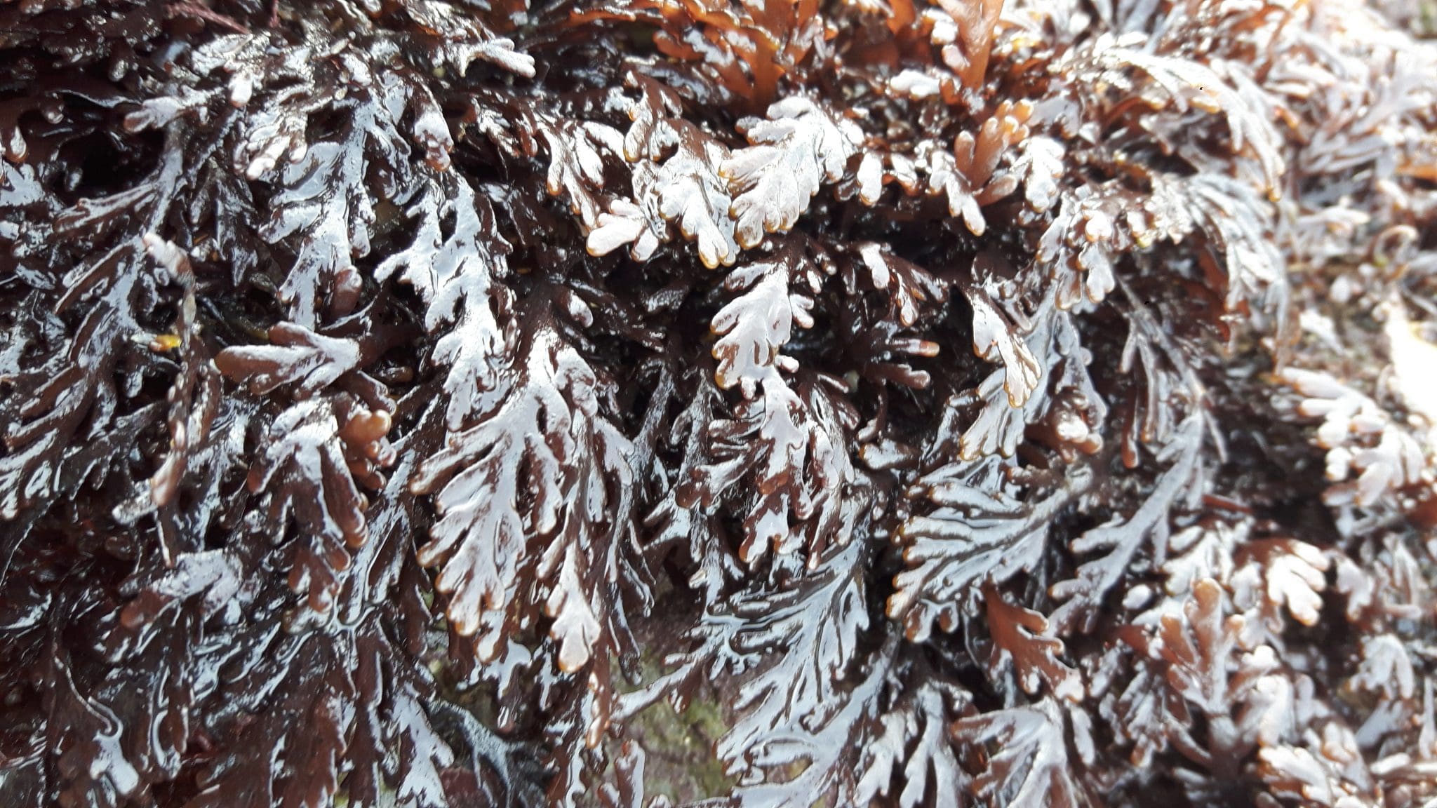 Pepper Dulse (Osmundea pinnatifida) Identification