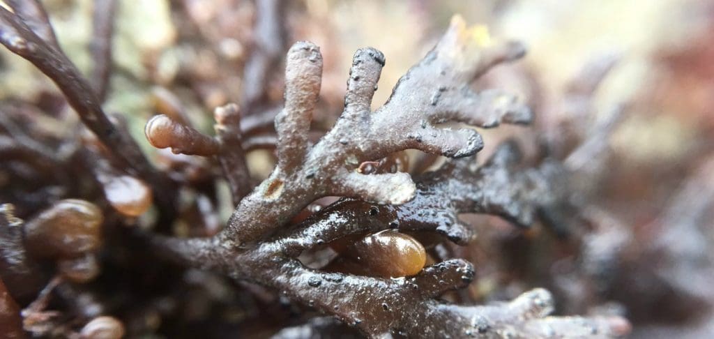 Channel Wrack Seaweed (Pelvetia canaliculata) Identification