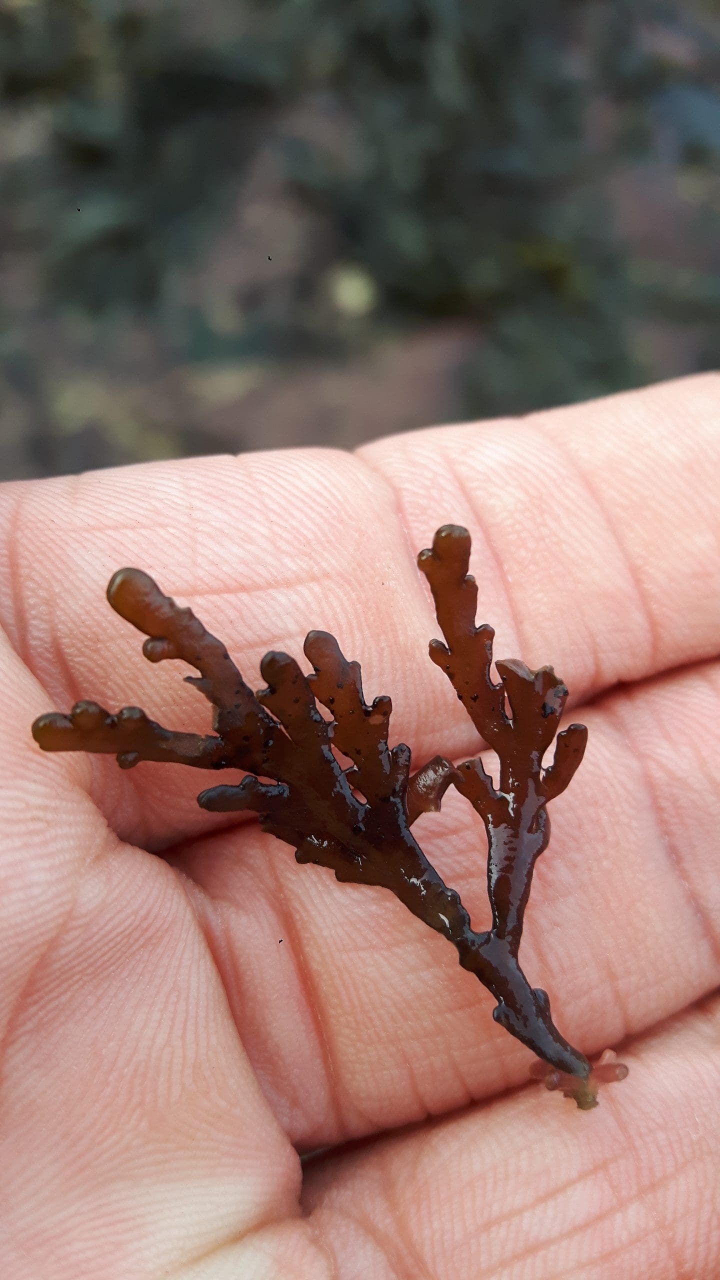 Pepper Dulse (Osmundea pinnatifida) Identification