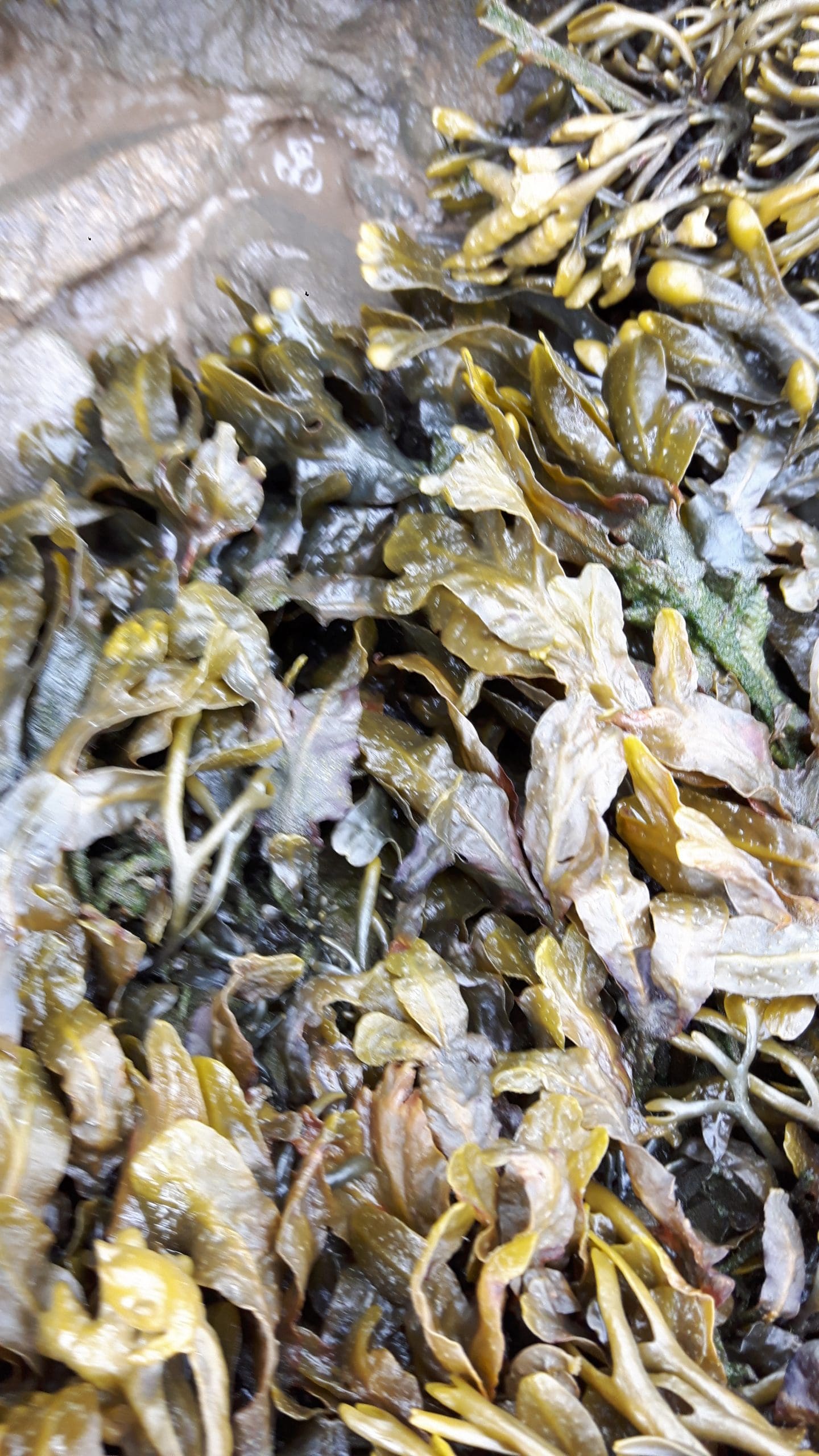 Bladderwrack Seaweed (Fucus vesiculosus) Identification