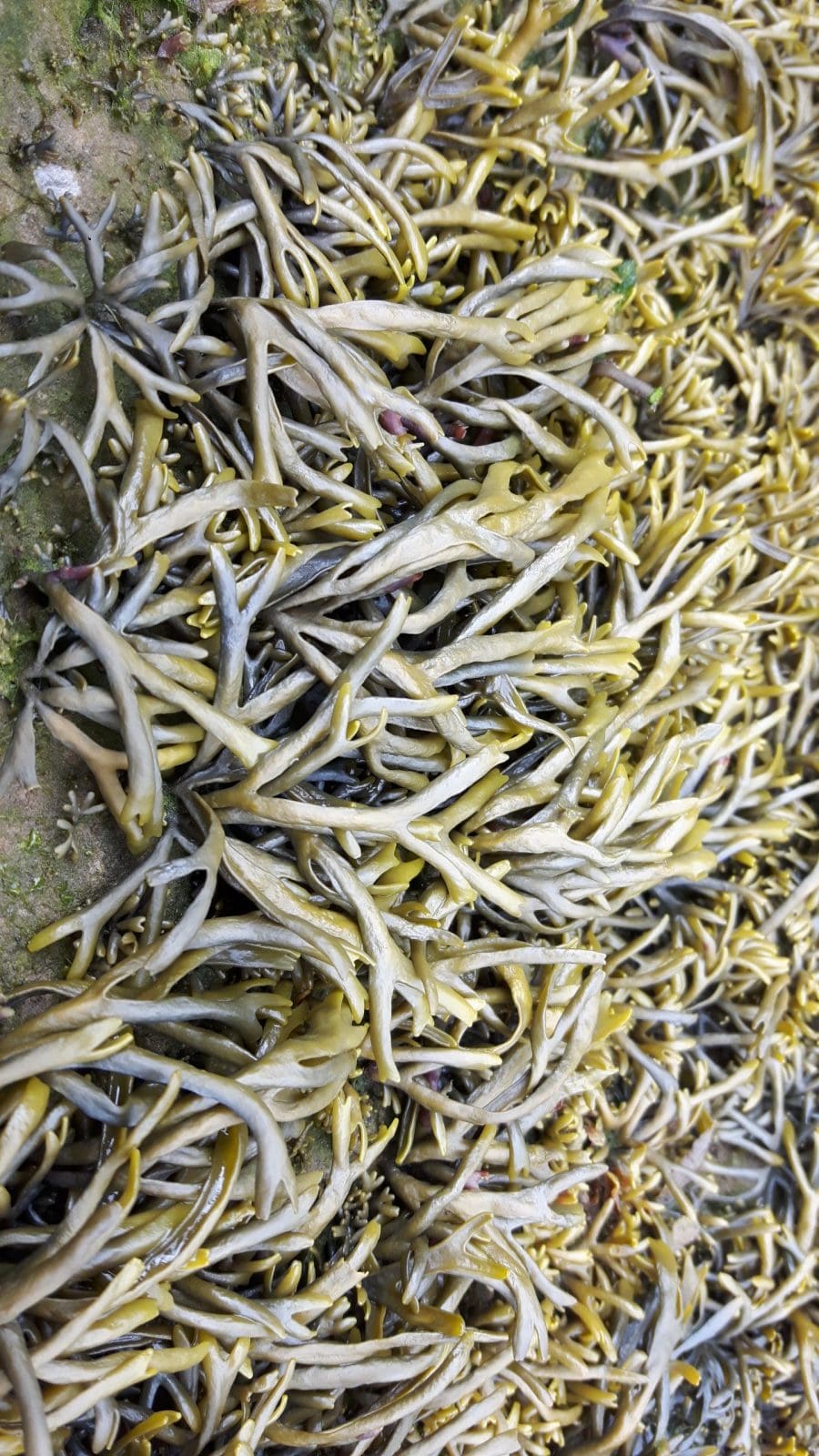Channel Wrack Seaweed (Pelvetia canaliculata) Identification