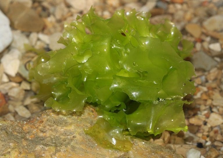 Sea Lettuce Seaweed (Ulva lactuca) Identification