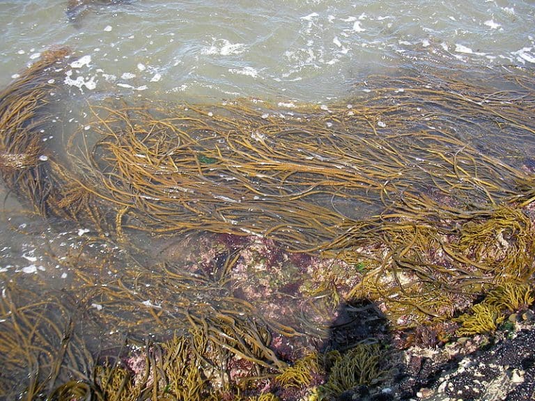 Sea Spaghetti (Himanthalia elongata) Identification