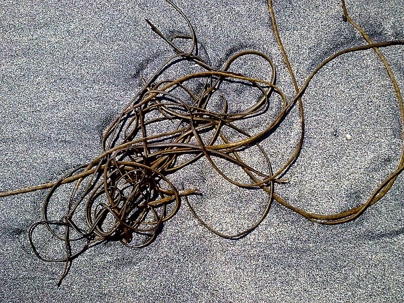 Sea Spaghetti (Himanthalia elongata) Identification