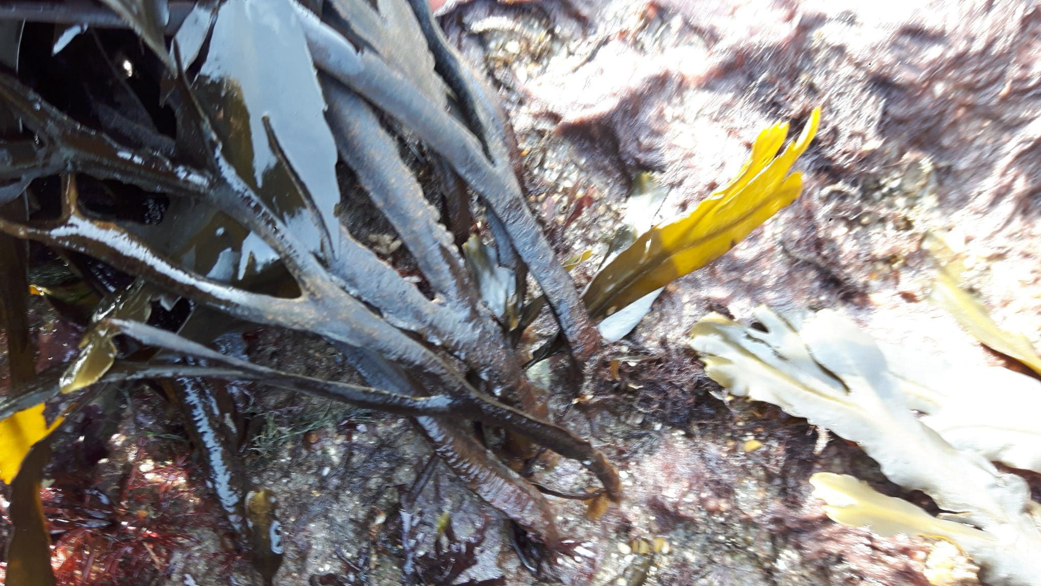 Serrated Wrack (Fucus serratus) Identification
