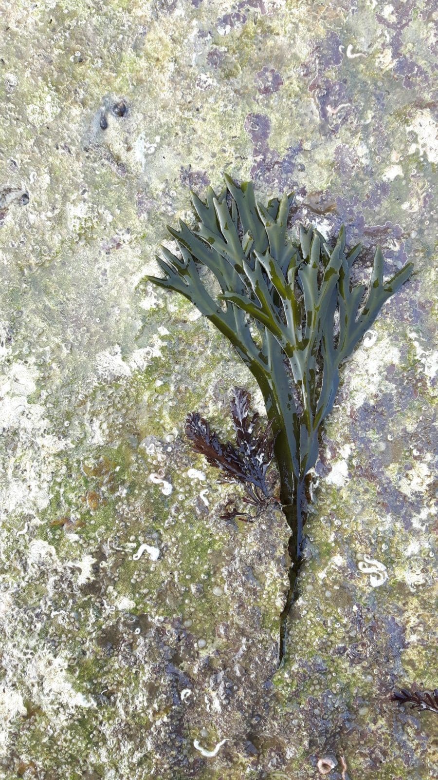 Serrated Wrack (Fucus serratus) Identification
