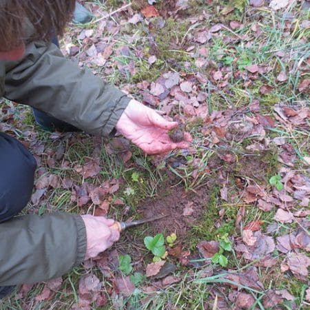 Autumn Truffle (Tuber uncinatum) Identification