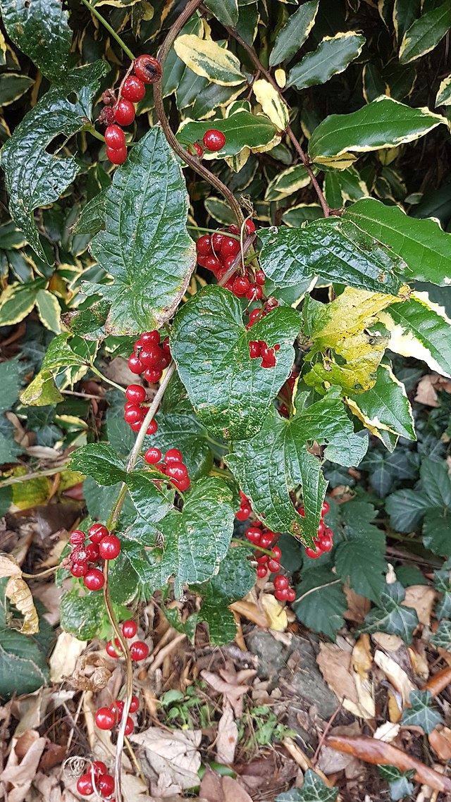 Black Bryony (Dioscorea communis) Identification Guide