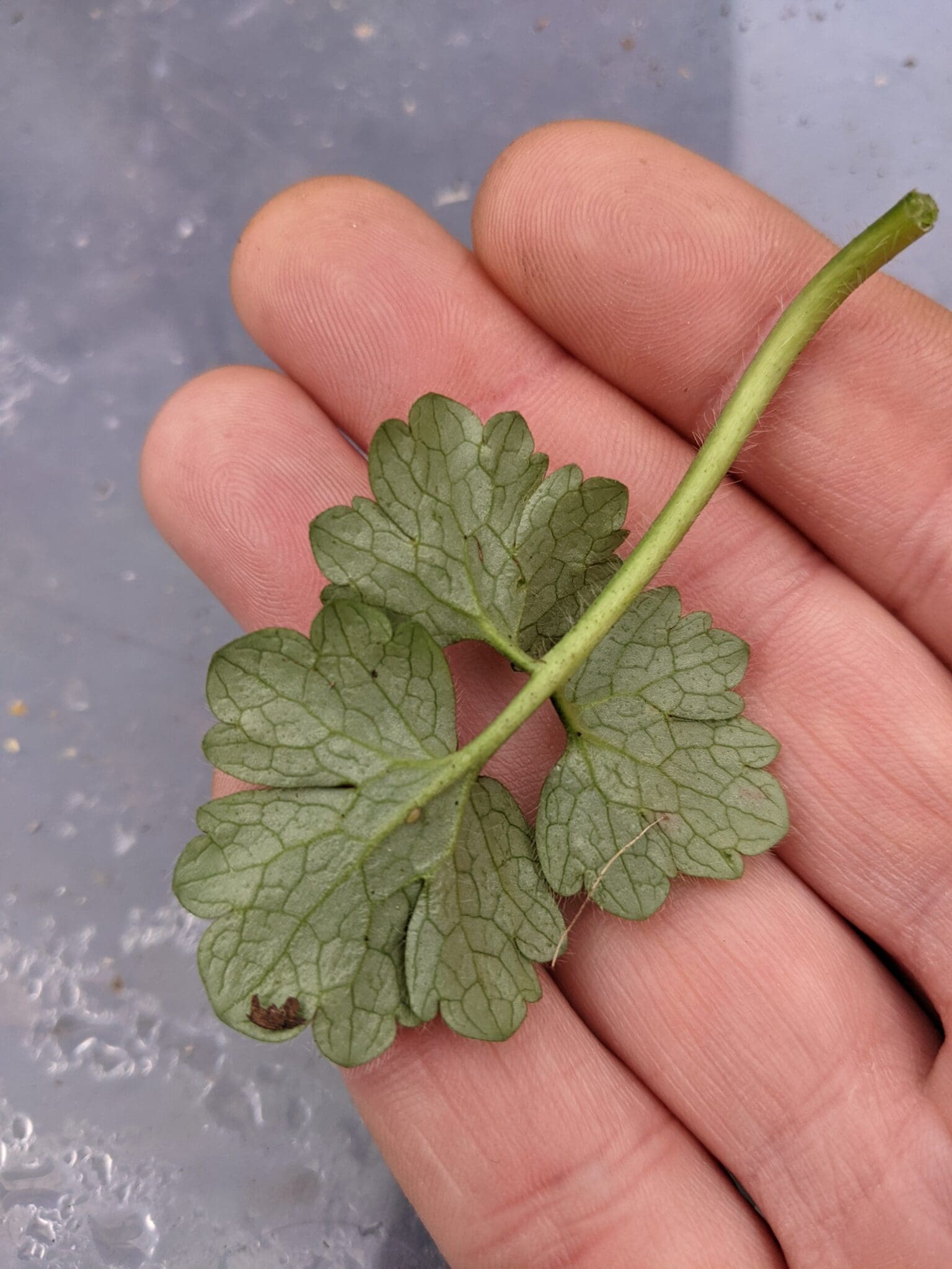 Buttercups (Ranunculus species)Identification Guide
