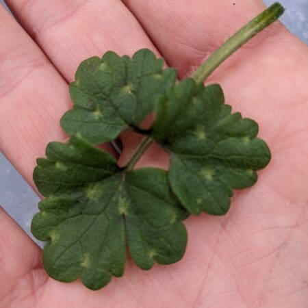 Buttercups (Ranunculus species)Identification Guide