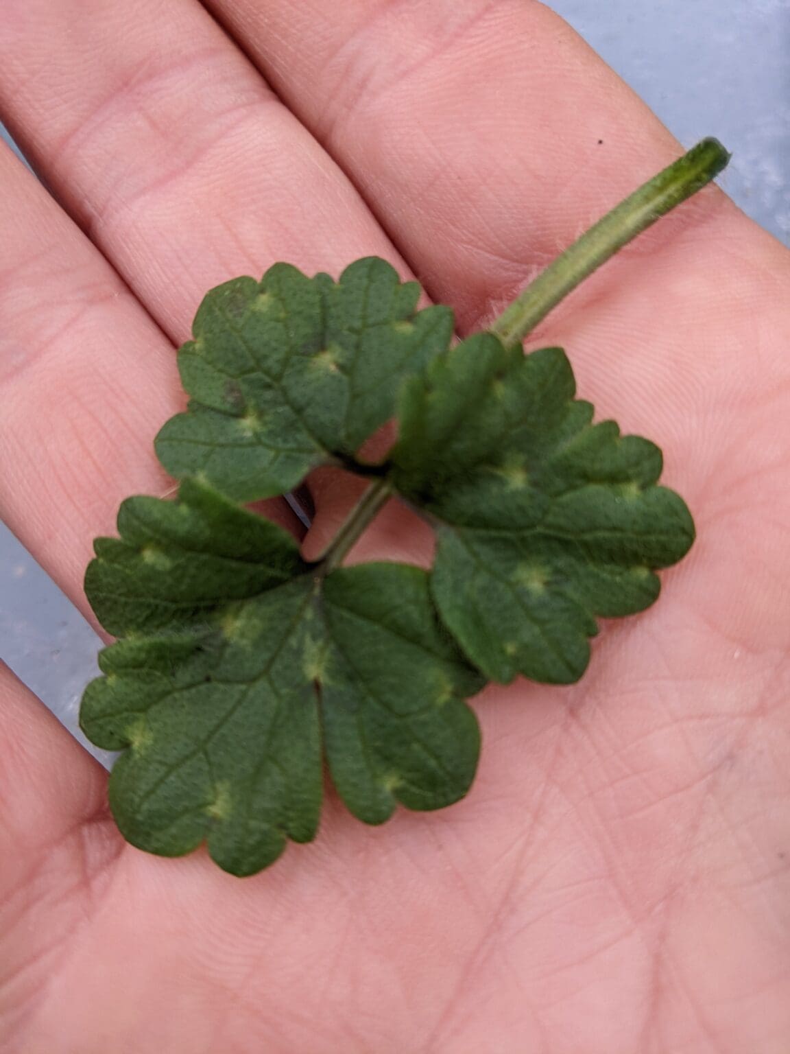 Buttercups (Ranunculus species)Identification Guide
