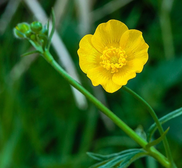 Buttercups (Ranunculus species)Identification Guide