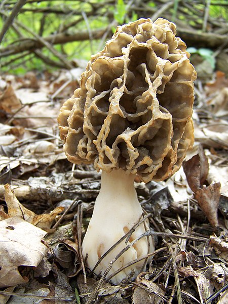 Common Morel (Morchella vulgaris) Identification