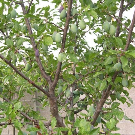 Damsons (Prunus domestica) Identification Guide