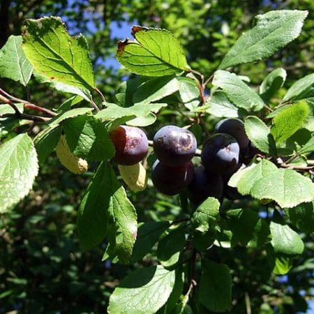 Damsons (Prunus domestica) Identification Guide