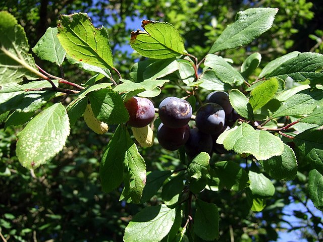 Damsons (Prunus domestica) Identification Guide