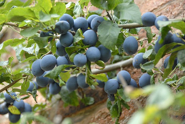 Damsons (Prunus domestica) Identification Guide