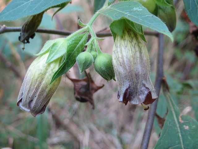 Deadly Nightshade (Atropa belladonna) Identification