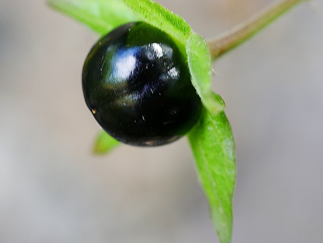 Deadly Nightshade (Atropa belladonna) Identification