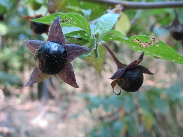 5 of the most toxic berries found in the UK