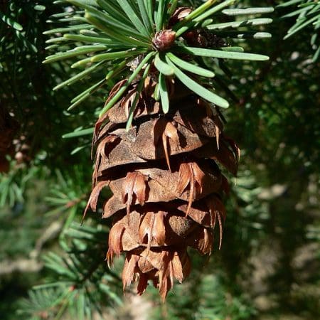Douglas Fir (Pseudotsuga menziesii) Identification Guide