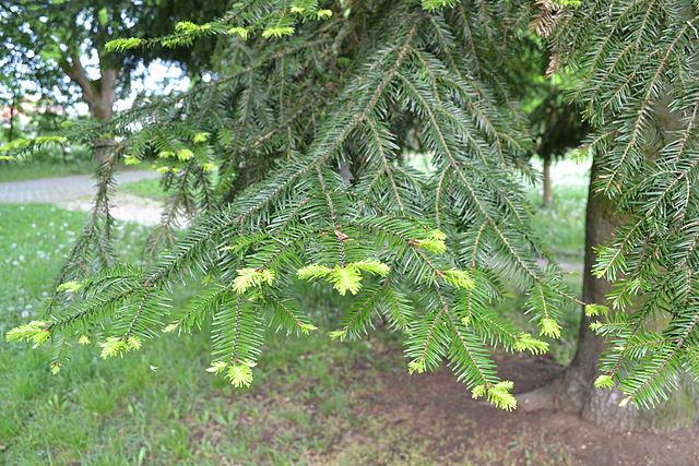 Douglas Fir (Pseudotsuga menziesii) Identification Guide
