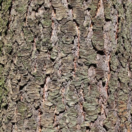 Douglas Fir (Pseudotsuga menziesii) Identification