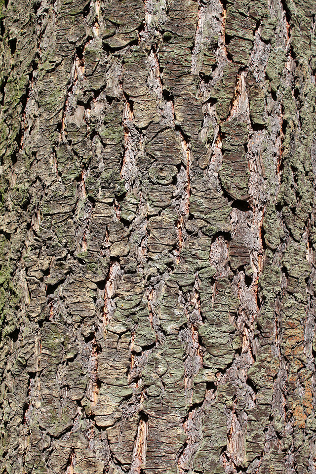 Douglas Fir (Pseudotsuga menziesii) Identification