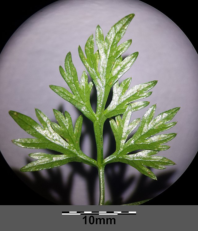 Fools Parsley (Aethusa cynapium) Identification Guide