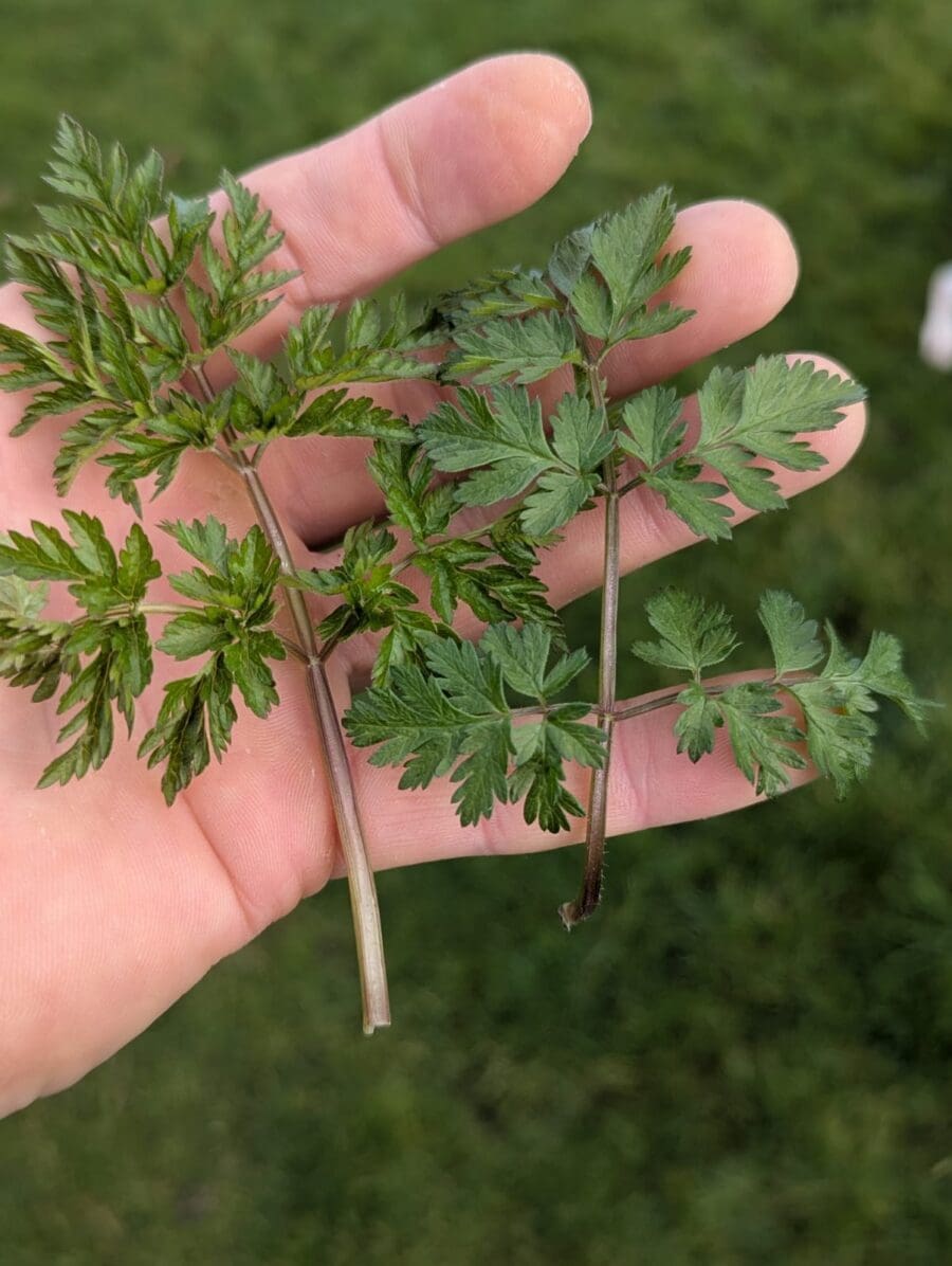 Fools Parsley (Aethusa cynapium) Identification Guide