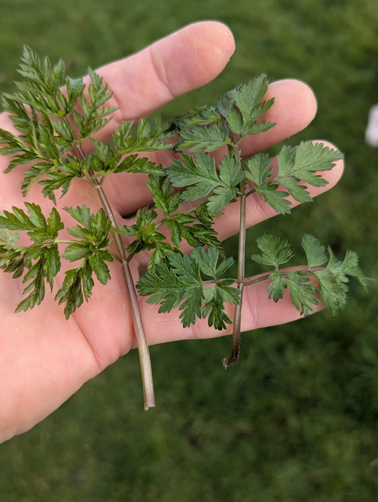 Fools Parsley (Aethusa cynapium) Identification Guide