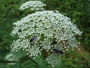 Fools Parsley (Aethusa cynapium) Identification Guide