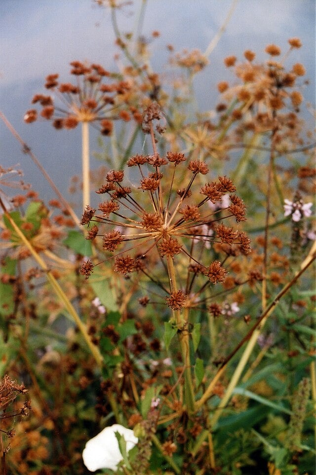 Fools Parsley (Aethusa cynapium) Identification Guide