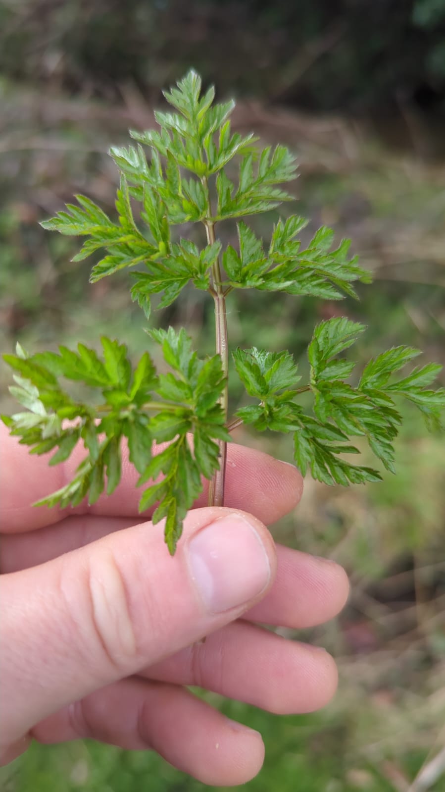 Fools Parsley (Aethusa cynapium) Identification Guide