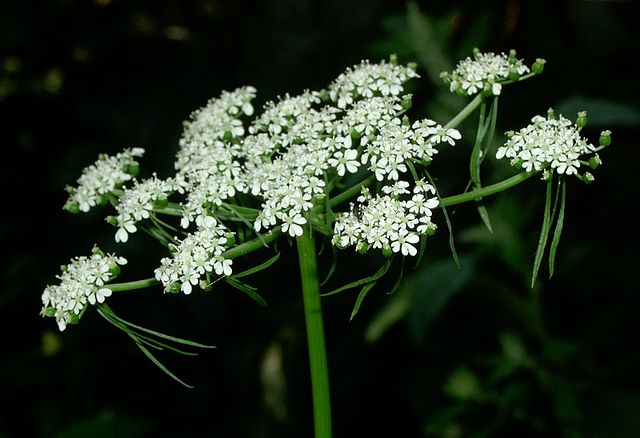 Fools Parsley (Aethusa cynapium) Identification Guide