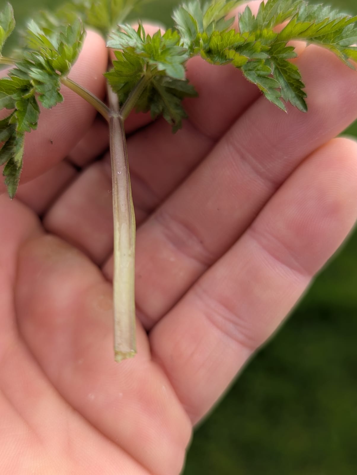 Fools Parsley (Aethusa cynapium) Identification Guide