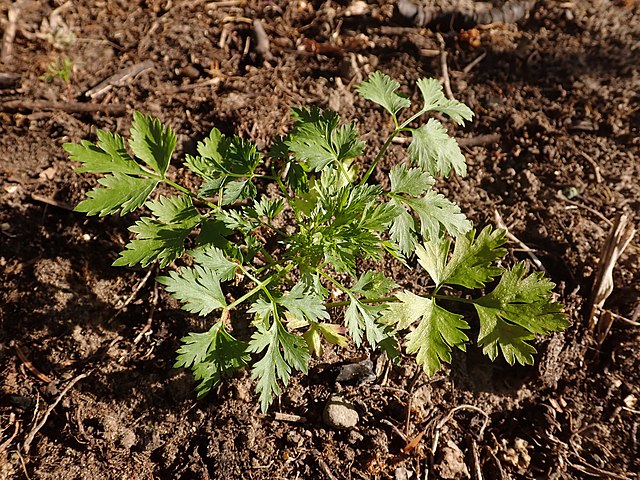 Fools Parsley (Aethusa cynapium) Identification Guide