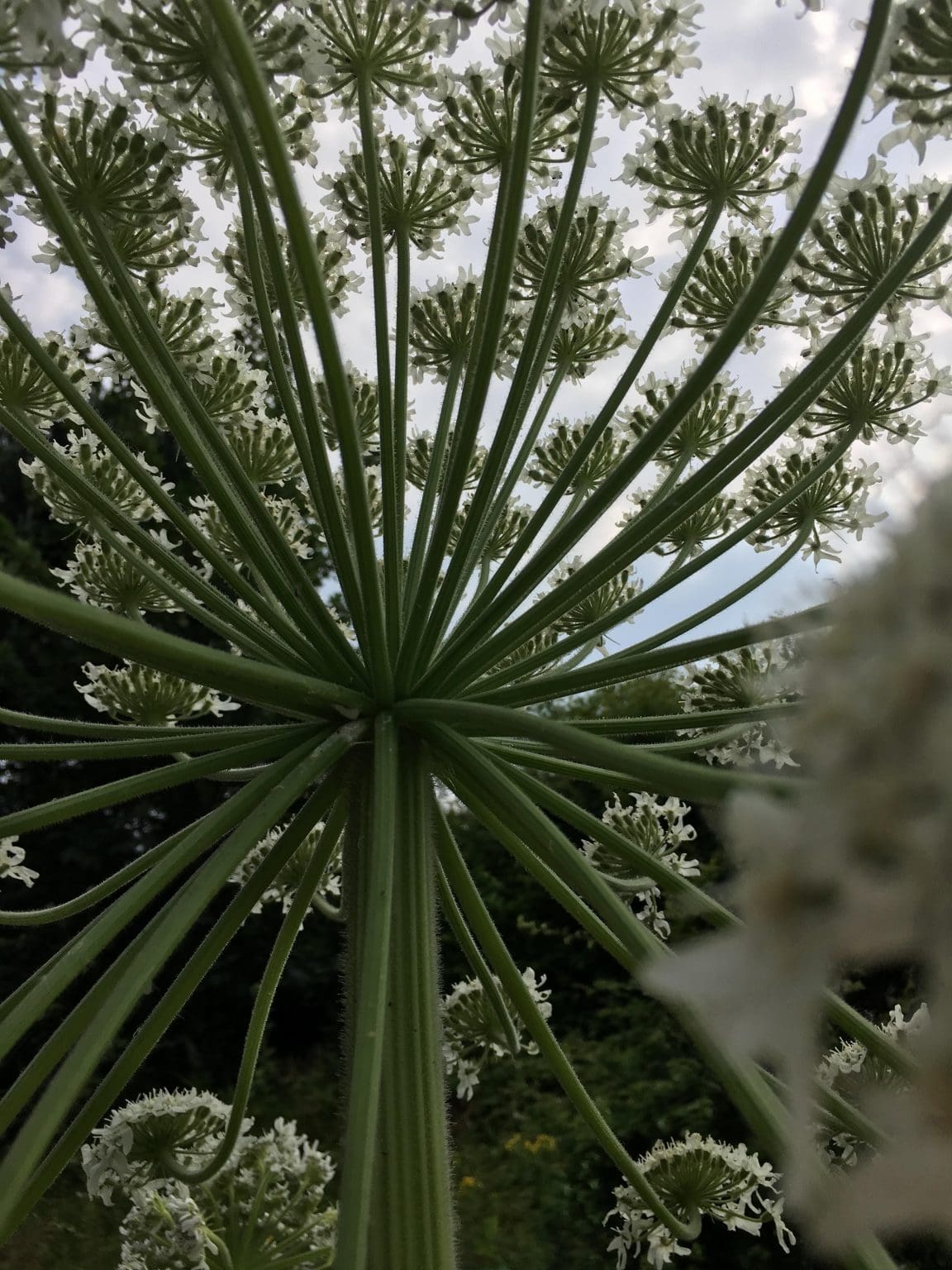 Giant Hogweed (Heracleum mantegazzianum) Identification