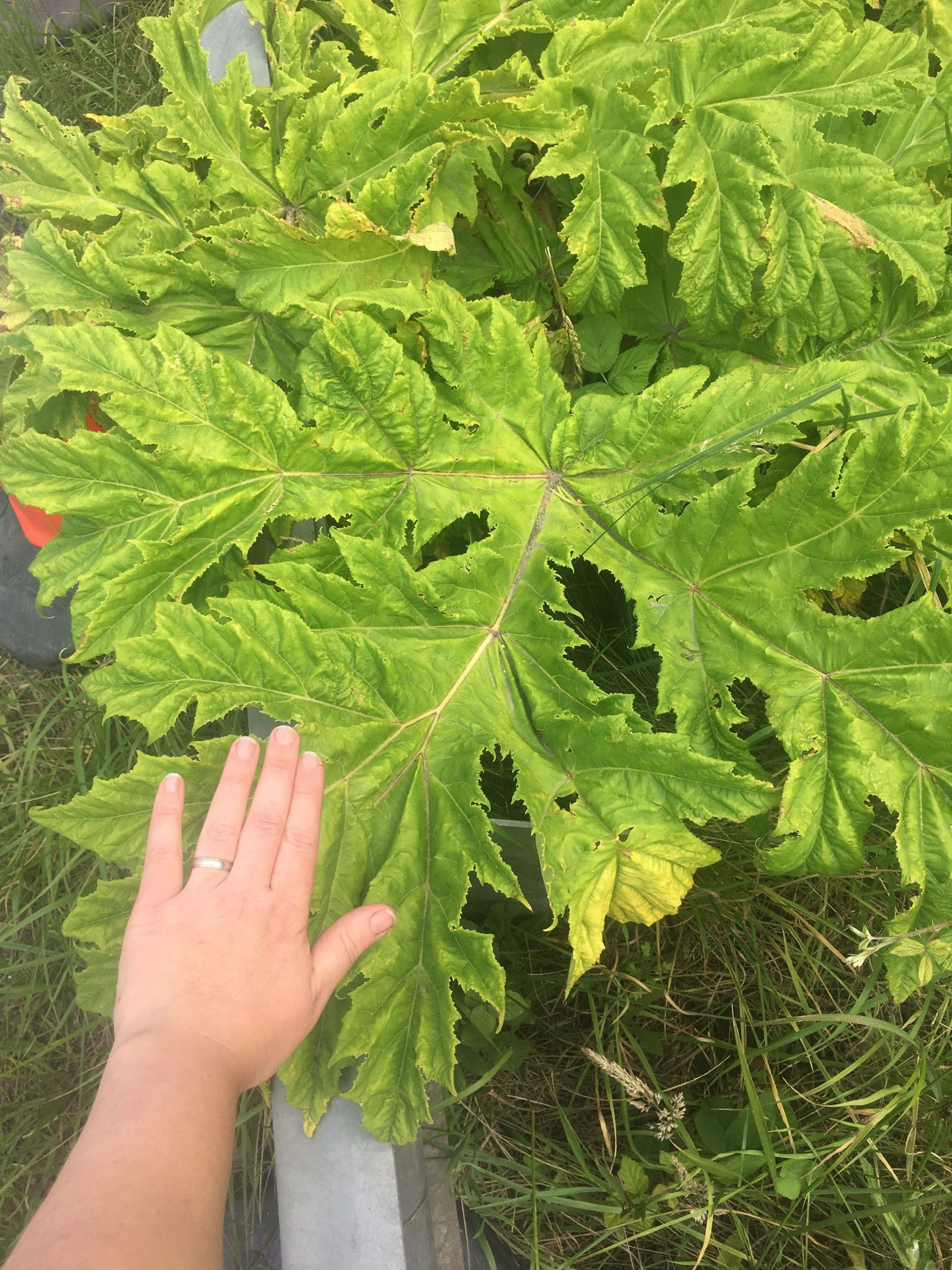 Giant Hogweed (Heracleum mantegazzianum) Identification
