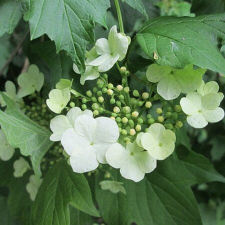 Guelder Rose (Viburnum opulus) Identification