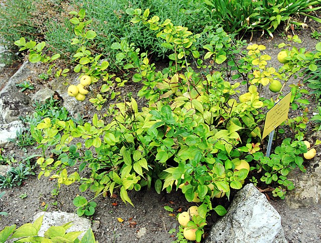 Japanese Quince (Chaenomeles Japonica) Identification