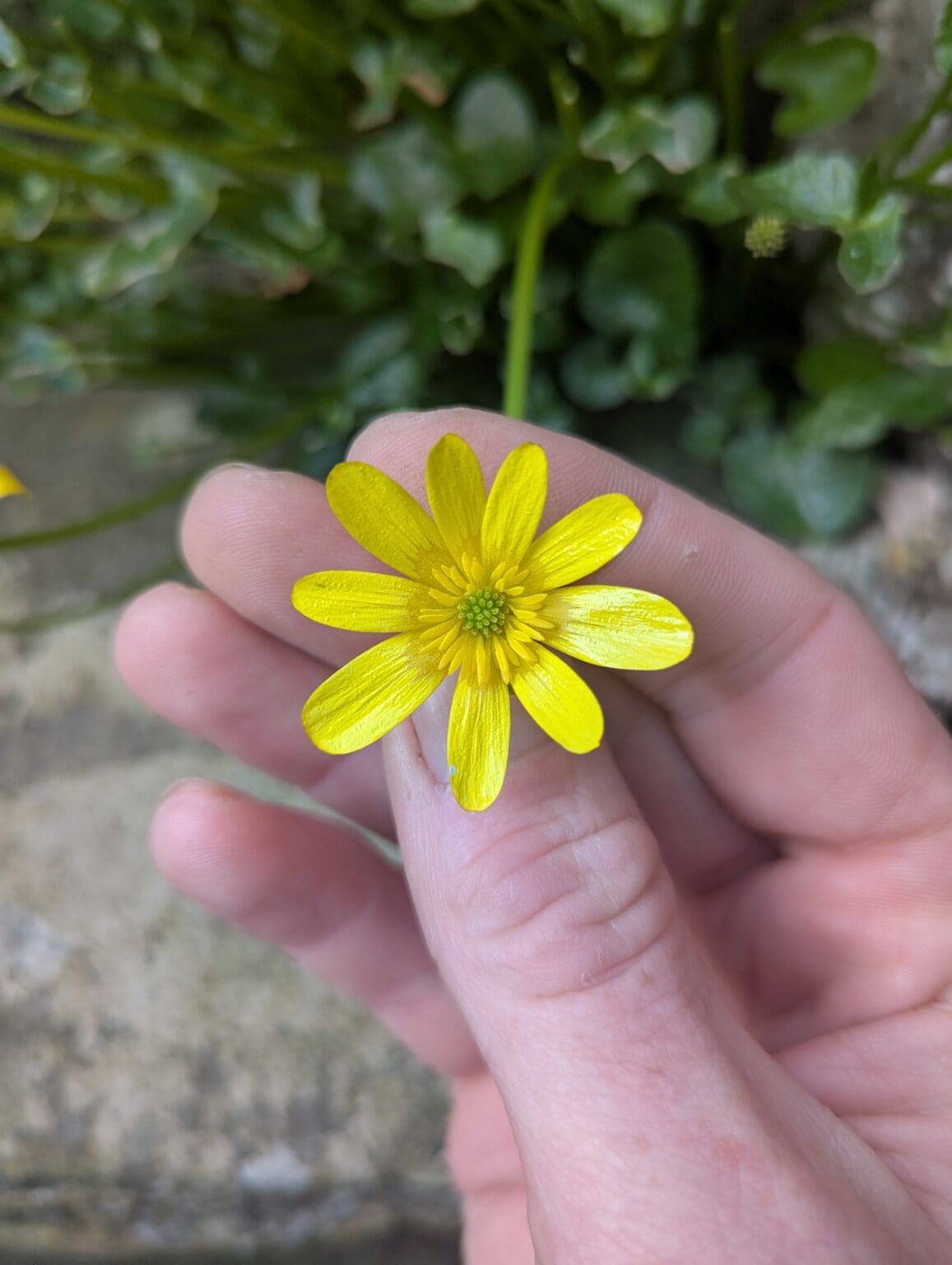 Lesser Celandine (Ficaria verna) Identification