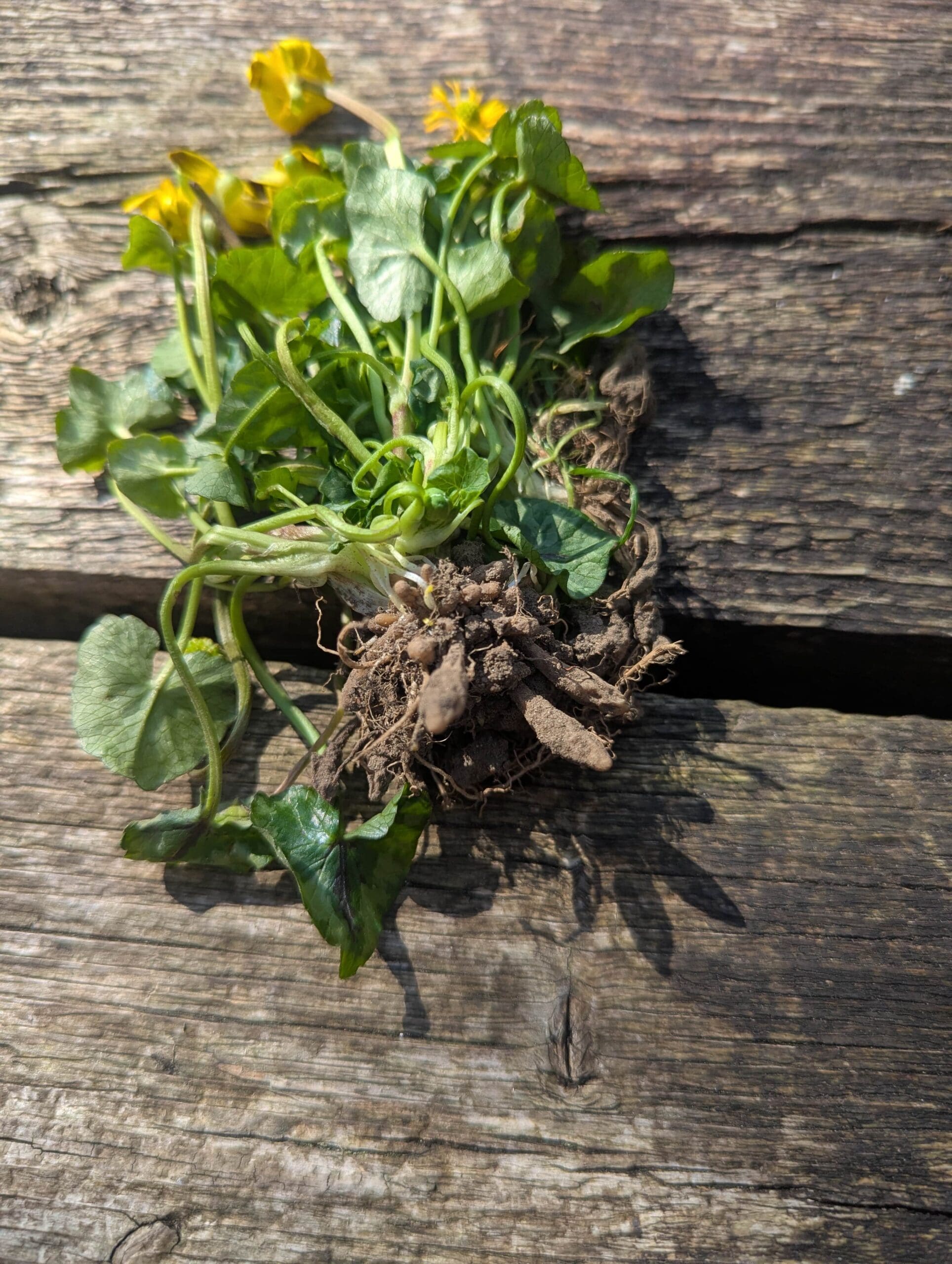 Nature’s Calendar: What to Forage Each Month